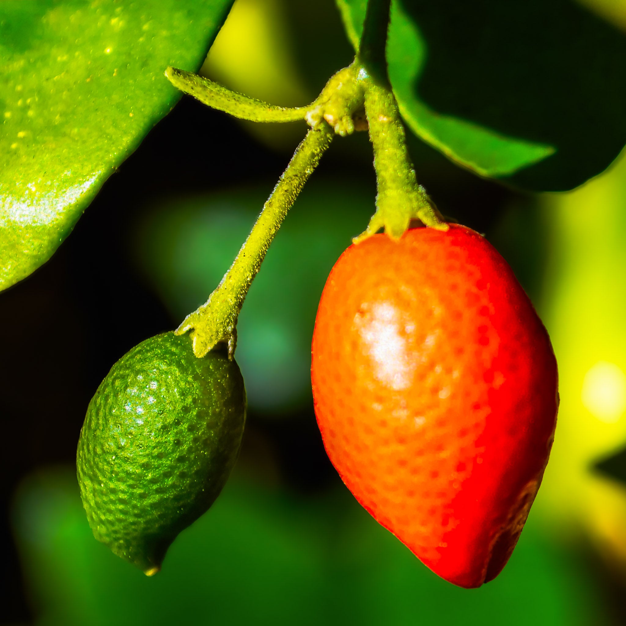 Ripening Fine Art Print — Fresh Citrus Photography | Modern Kitchen ...